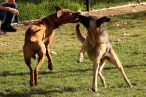 Protezione animali, è allarme cani randagi: in Italia sono mezzo ...