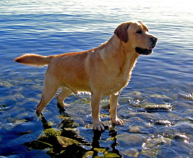 Cani in spiaggia: per il Tar di Reggio Calabria è illegittimo vietarne ... Cani in spiaggia: per il Tar di Reggio Calabria è illegittimo vietarne ...