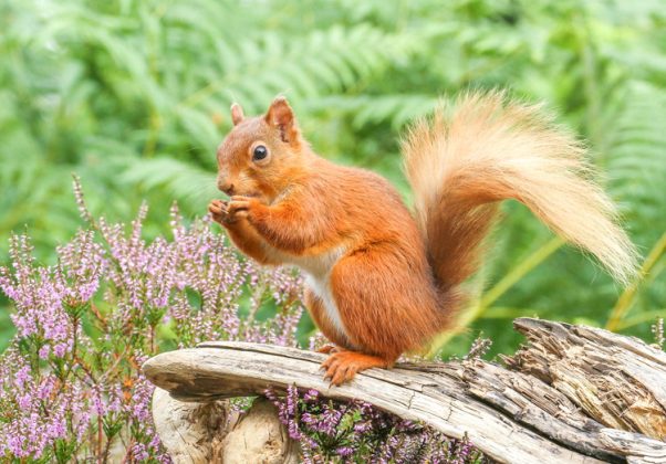 Animali che vanno in letargo: tutti gli esemplari - Ecoo.it