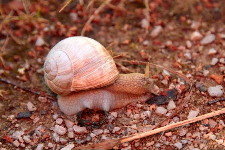 Animali che vanno in letargo: tutti gli esemplari - Ecoo.it