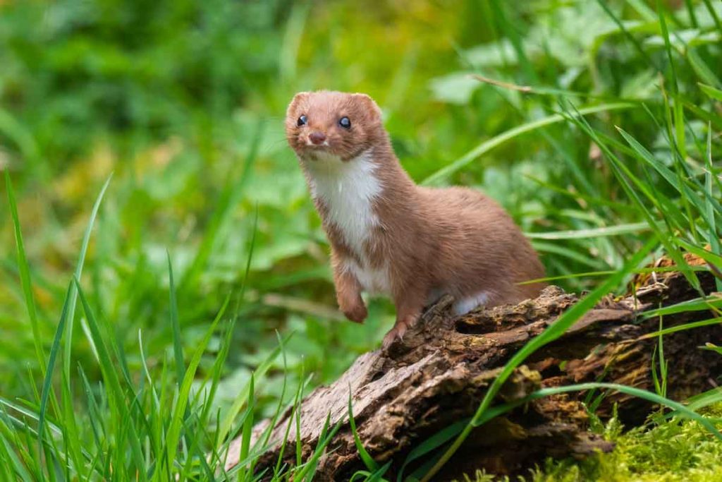 Animali del bosco: gli esemplari più belli - Ecoo.it