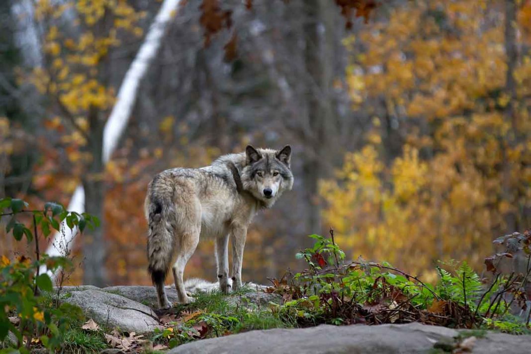 Animali del bosco: gli esemplari più belli - Ecoo.it