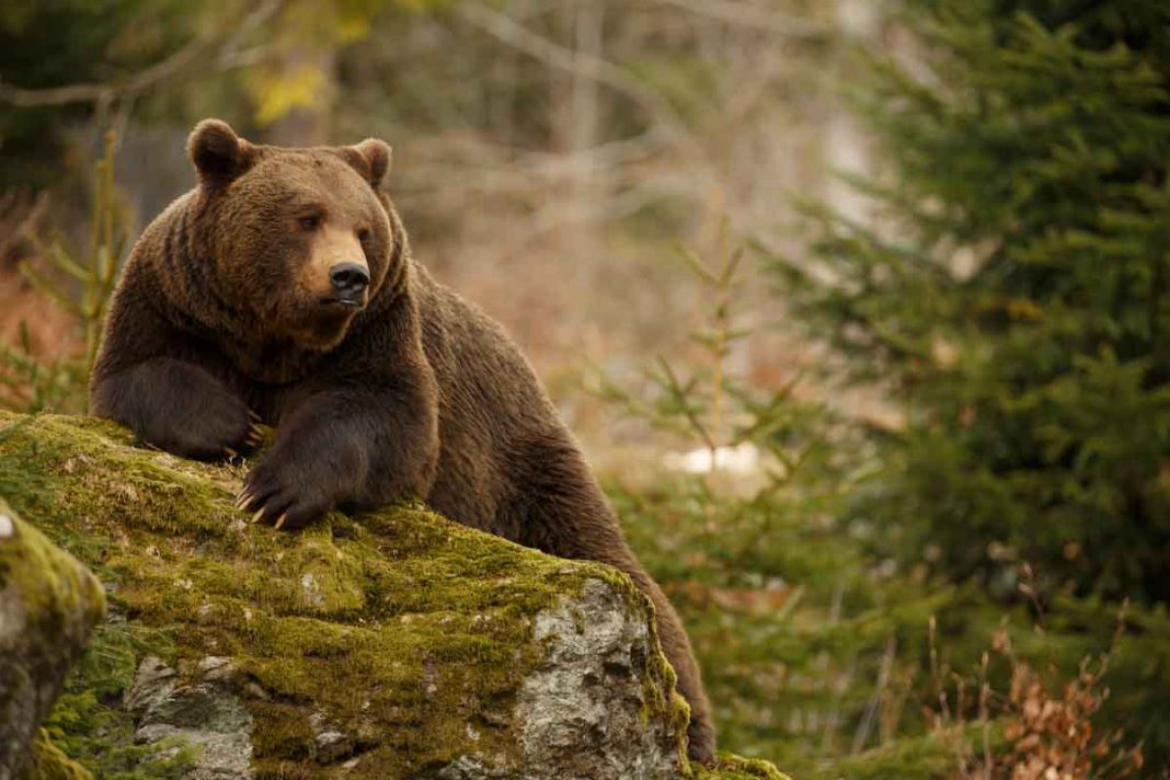 Animali del bosco: gli esemplari più belli - Ecoo.it
