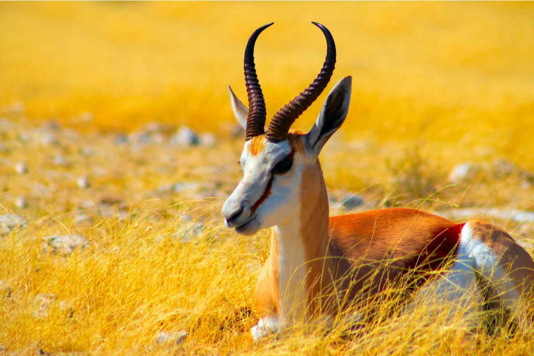 Animali con le corna: i più belli - Ecoo.it