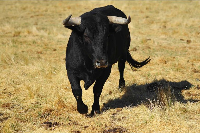 Animali con le corna: i più belli - Ecoo.it