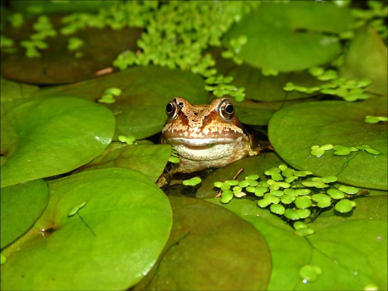 Animali anfibi: curiosità ed elenco delle specie più strane - Ecoo.it