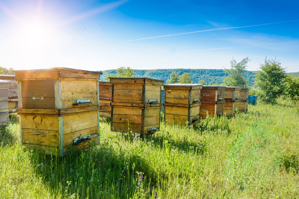 Alveari high-tech: un’innovazione tutta italiana - Ecoo.it