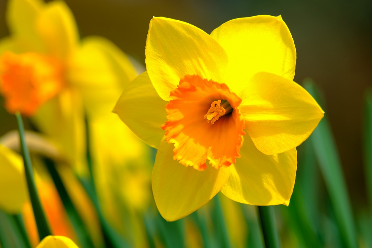 Come coltivare il narciso in vaso: guida facile e veloce - Ecoo.it