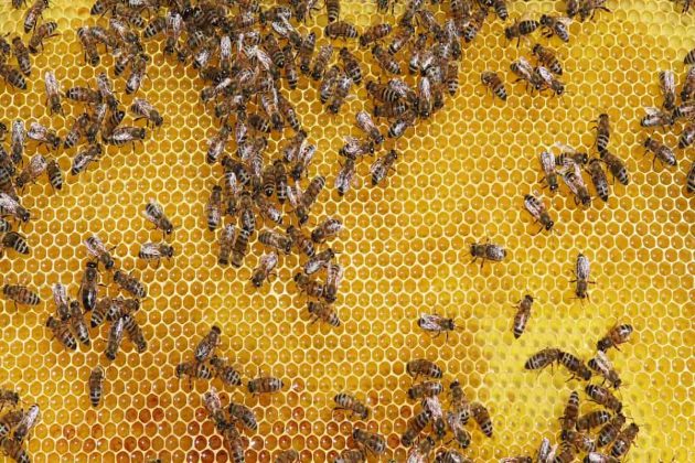 Cera d'api: proprietà e utilizzi - Ecoo.it