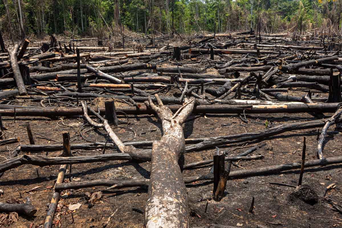 Deforestazione: significato, rischi, cause e conseguenze - Ecoo.it