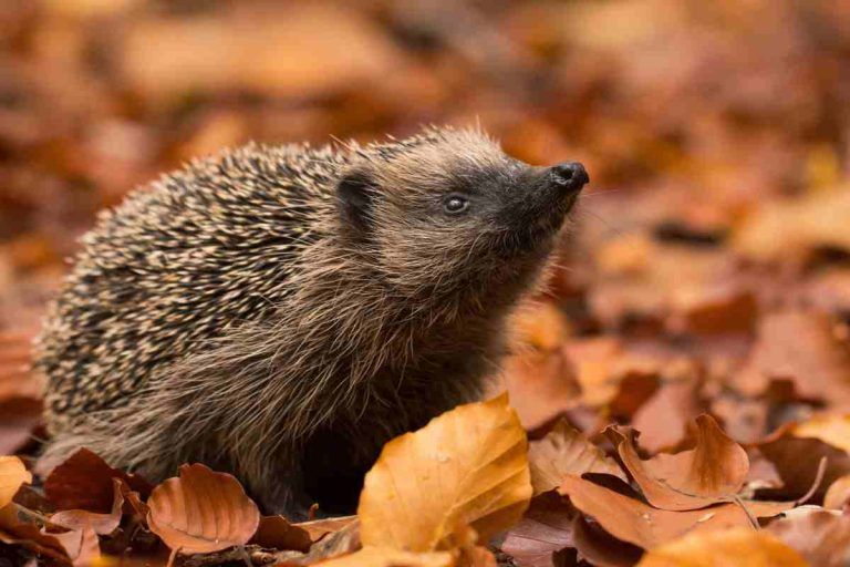 Animali che vanno in letargo: tutti gli esemplari - Ecoo.it