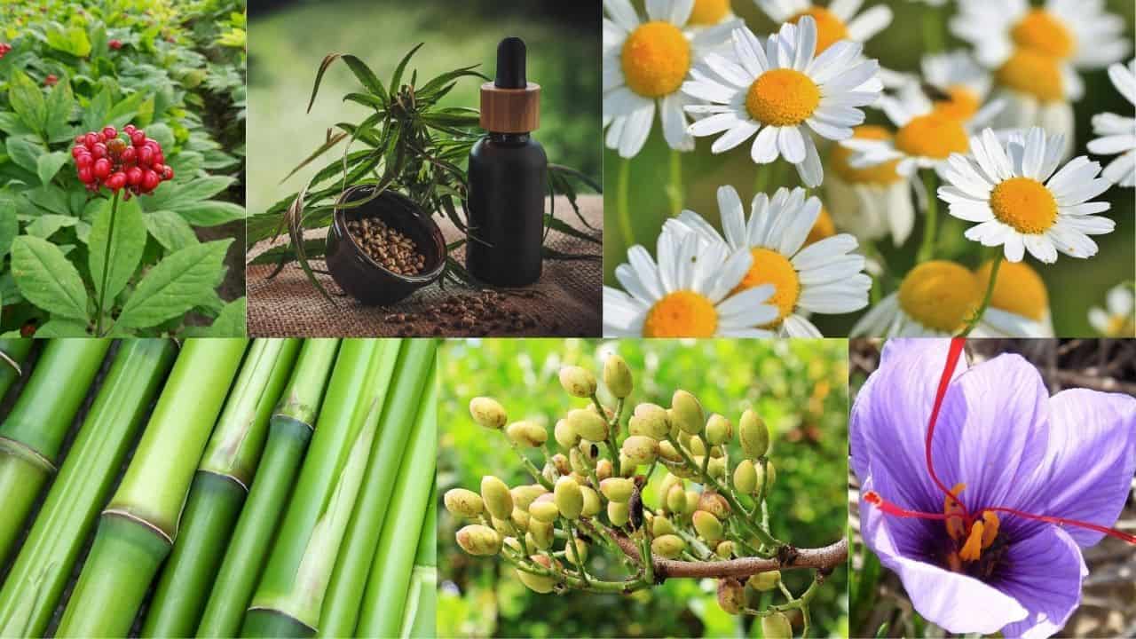 Coltivare queste piante rende ricchi: di quali si tratta