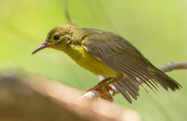 Cosa fare se un animale è in difficoltà: come e quando intervenire