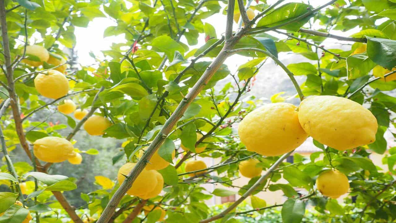 Piante di limoni: come prendersene cura