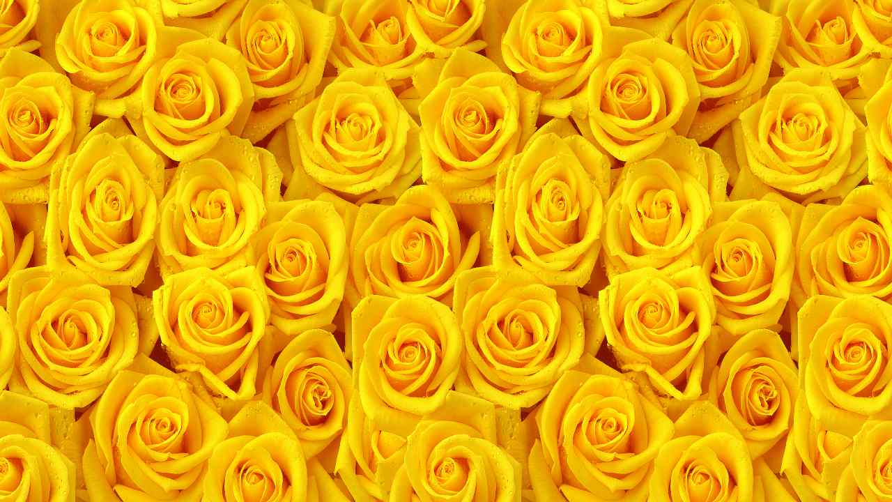 Rose gialle: cosa significano e quando si regalano