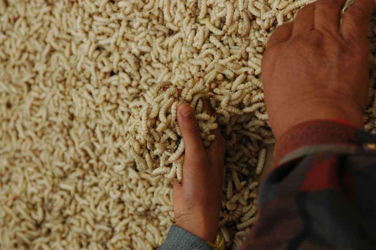 I temibili cagnotti: ma che vermi sono, come si formano e quando