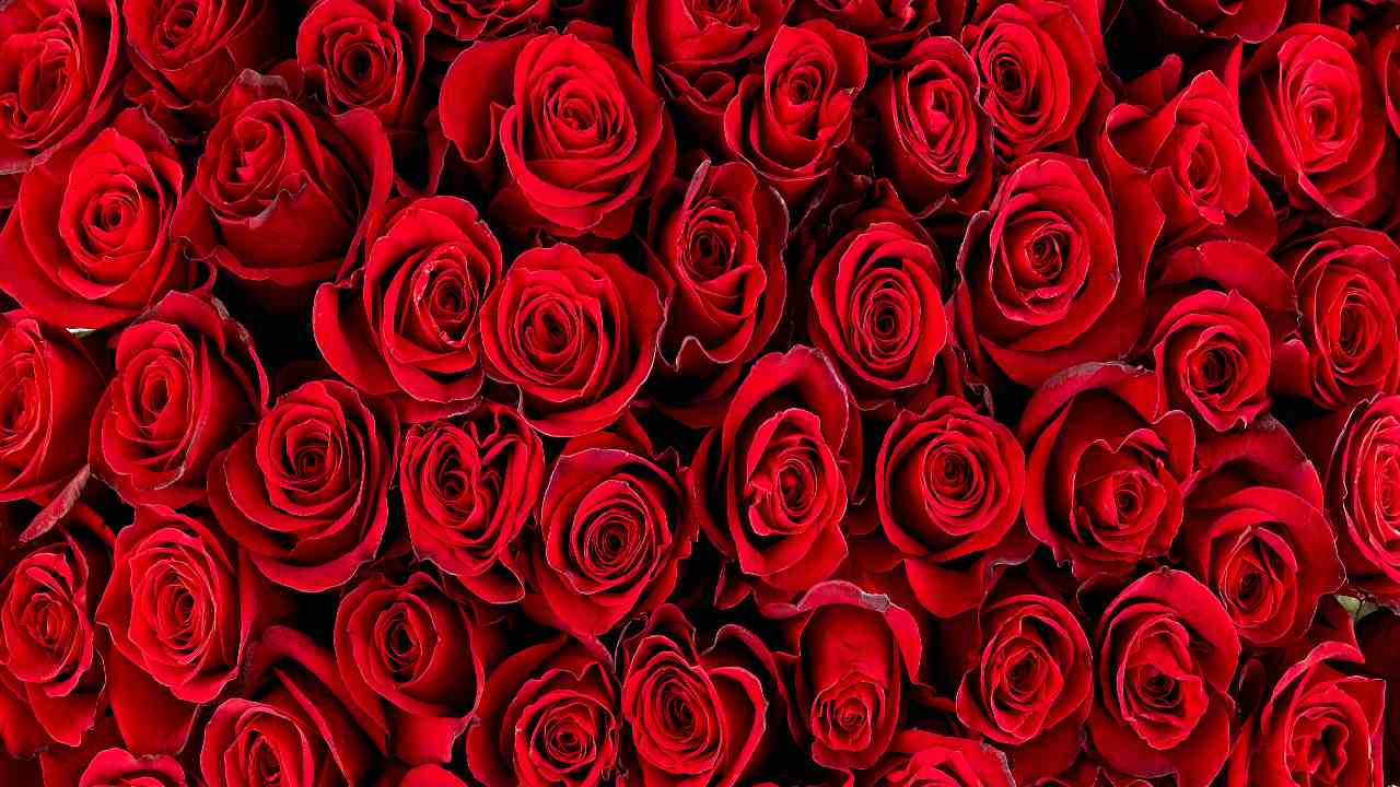 Quanto costa un mazzo di 100 rose rosse?