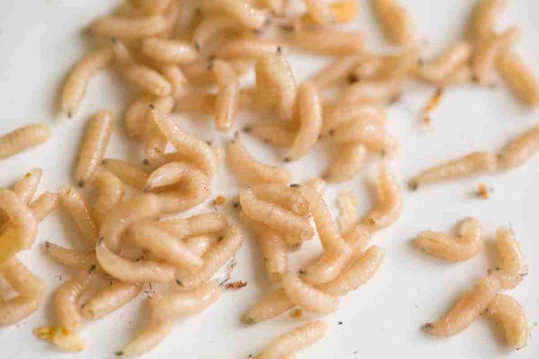 I temibili cagnotti: ma che vermi sono, come si formano e quando