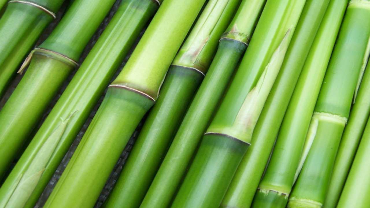 Bambù: come coltivarlo e farlo crescere in poco tempo