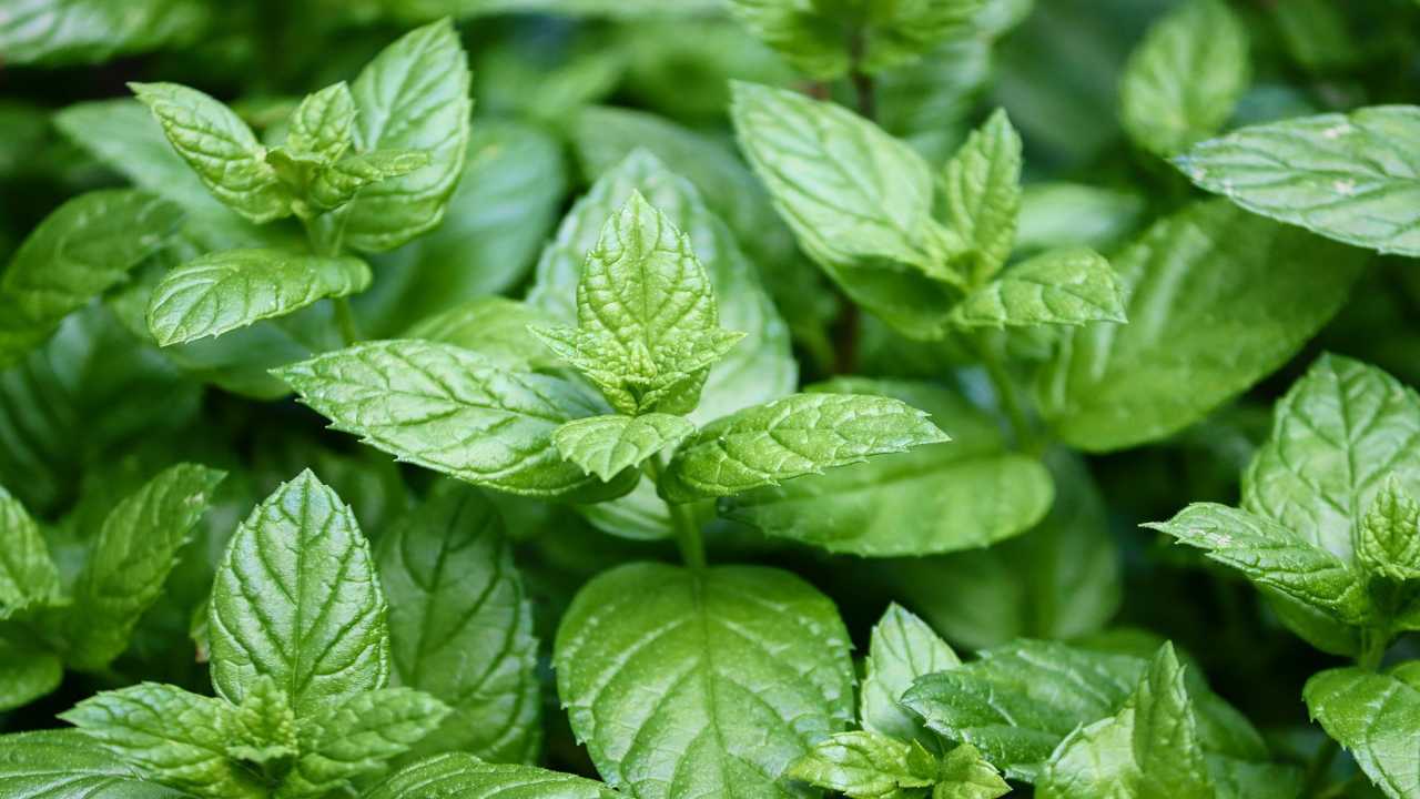 Menta romana tossica per l'uomo: quando può diventare letale