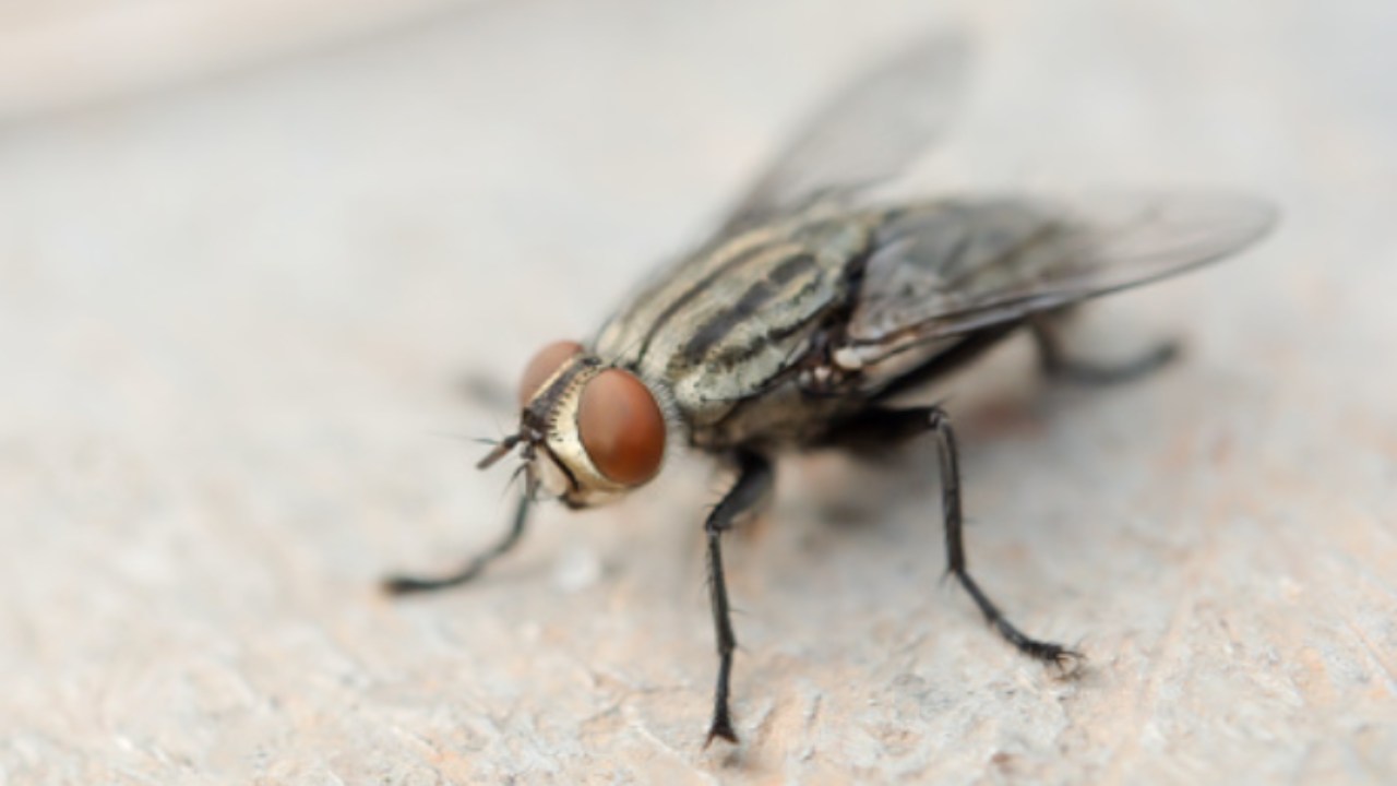 Mosche, è vero che il numero 58 le fa scappare via?