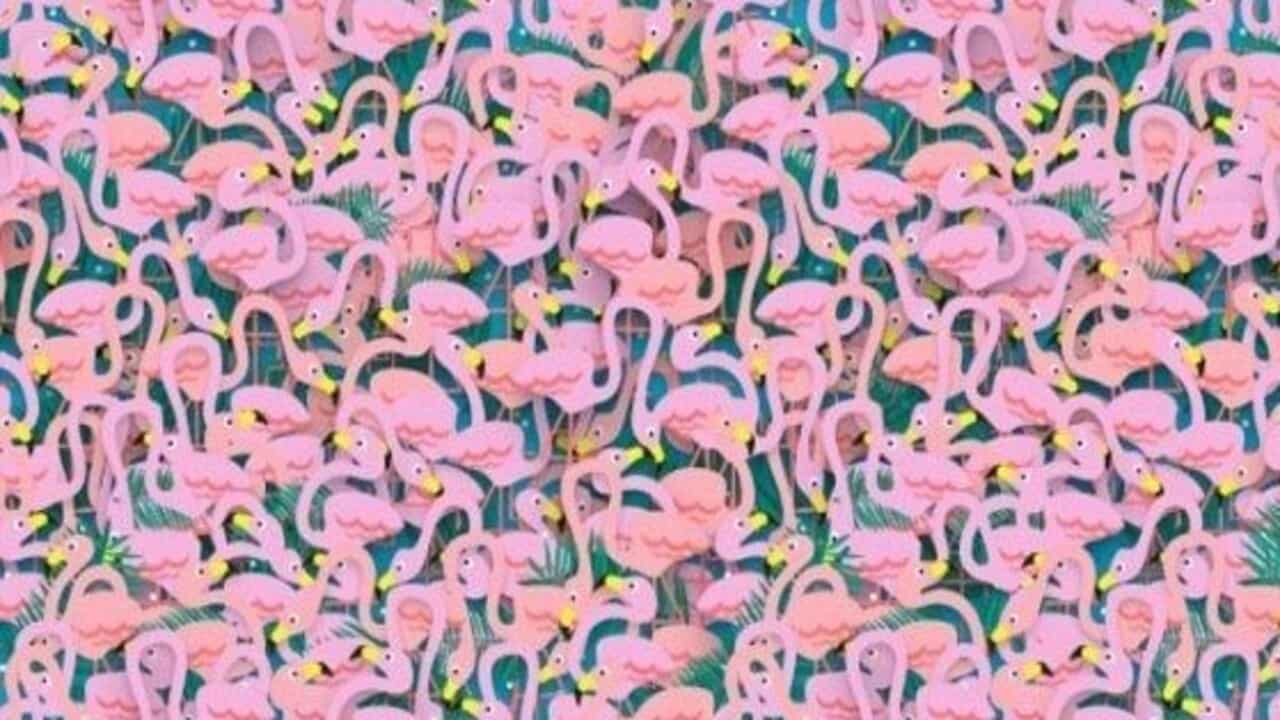 Riesci a trovare in soli 3 secondi l'intruso nella foto? | Test Riesci a trovare in soli 3 secondi l'intruso nella foto? | Test