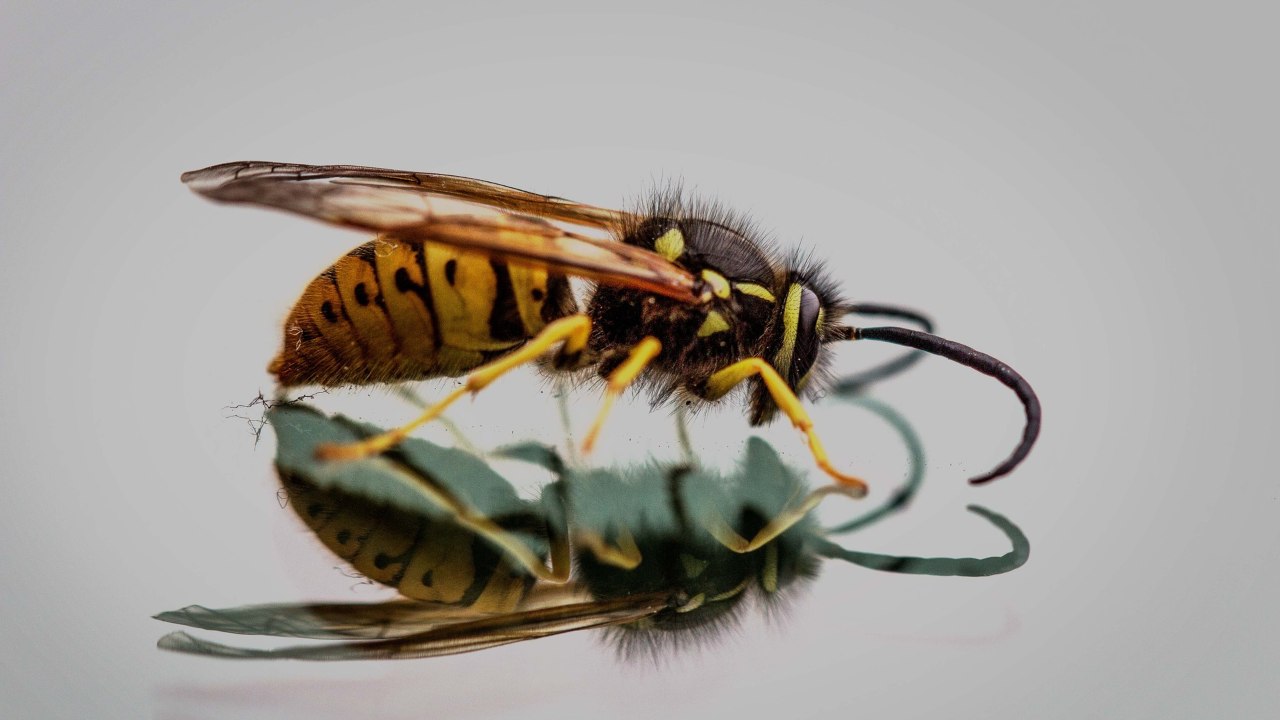 Calabrone, come riconoscerlo da api e vespe: le differenze