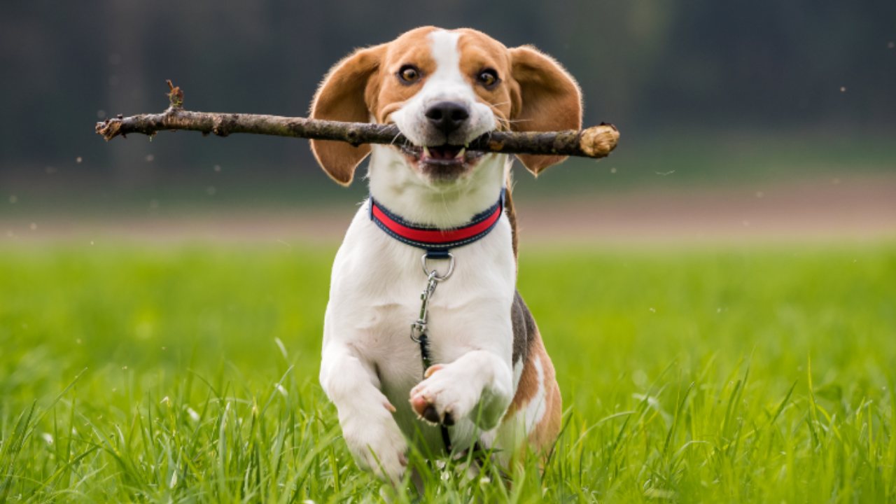 Il tuo cane mangia la cacca? Ecco perché succede