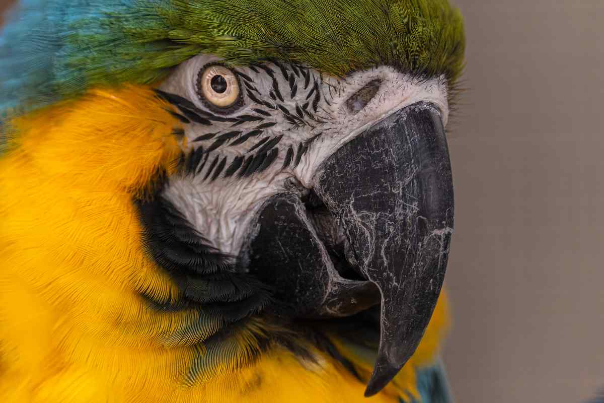 Quanto vivono i pappagalli: c'è chi dice 200 anni, ma la verità è diversa