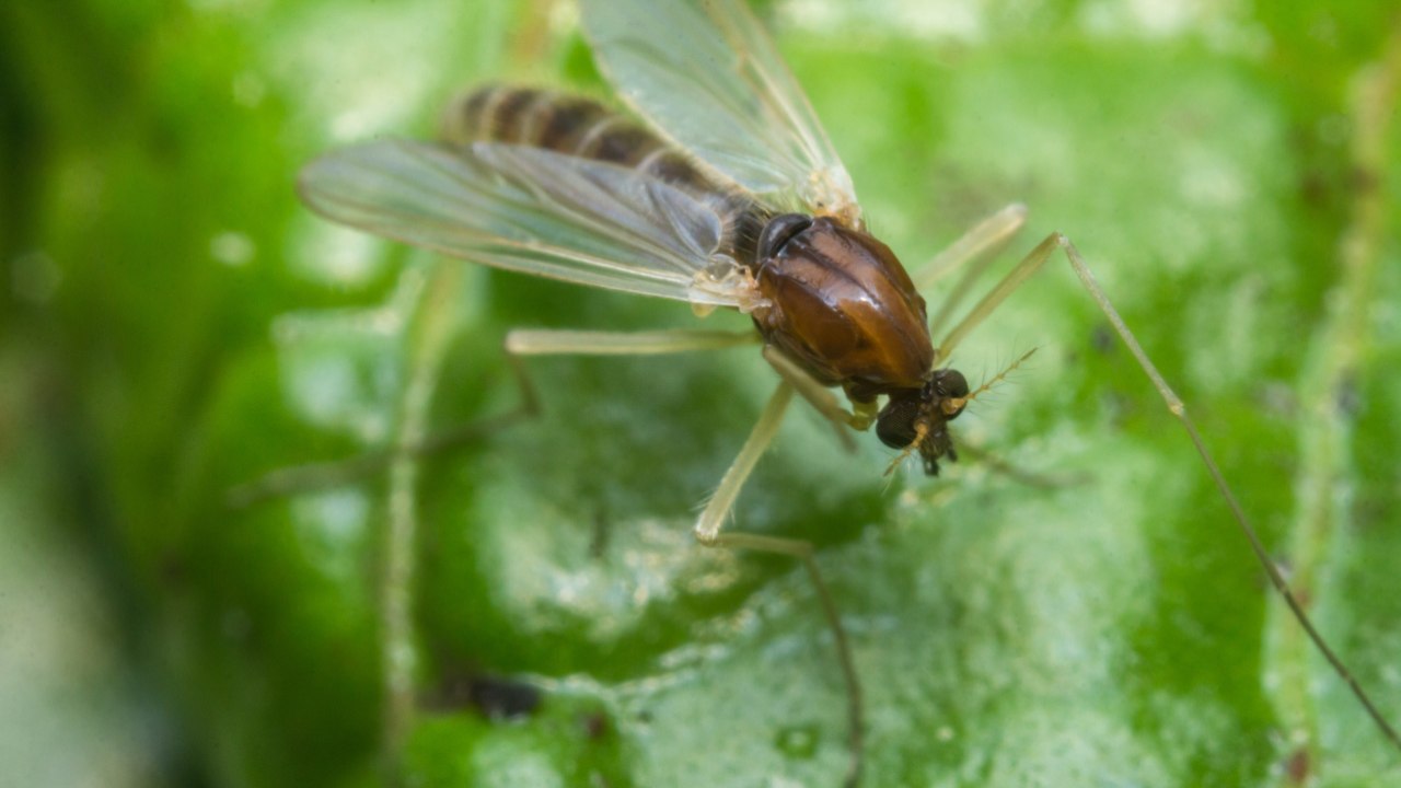 Pappataci, dove si nascondono in casa: i luoghi