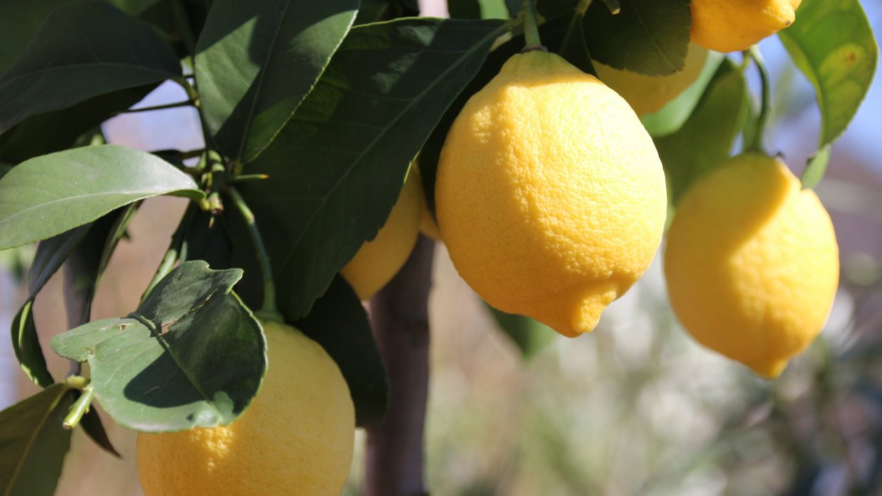 Ecco dove non posizionare mai una pianta di limone