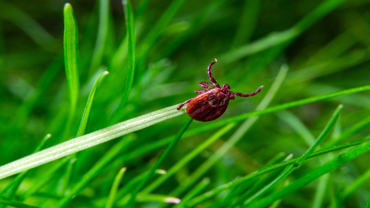 Zecche 'furbe': cosa fanno per non far sentire la puntura