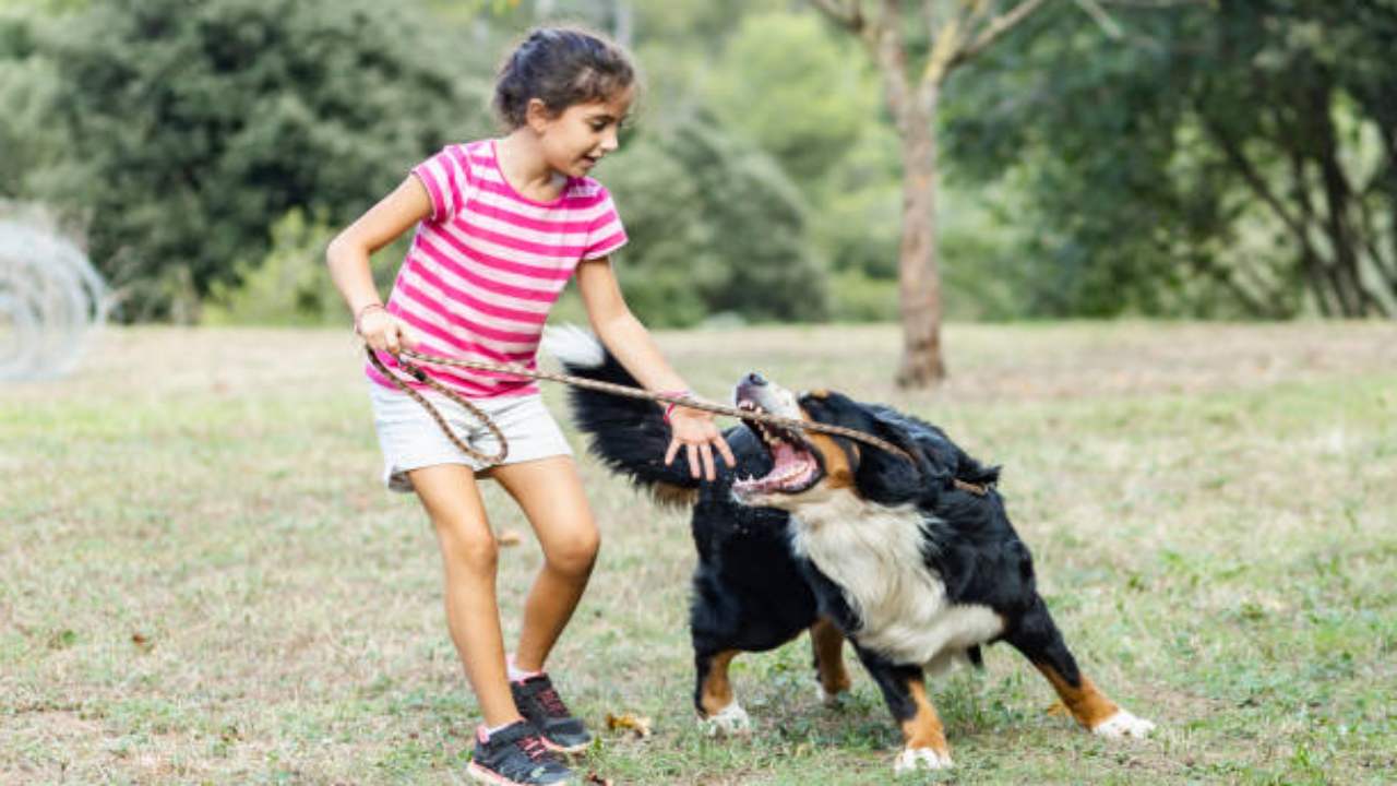 Cane che morde un bambino in casa: quando può accadere