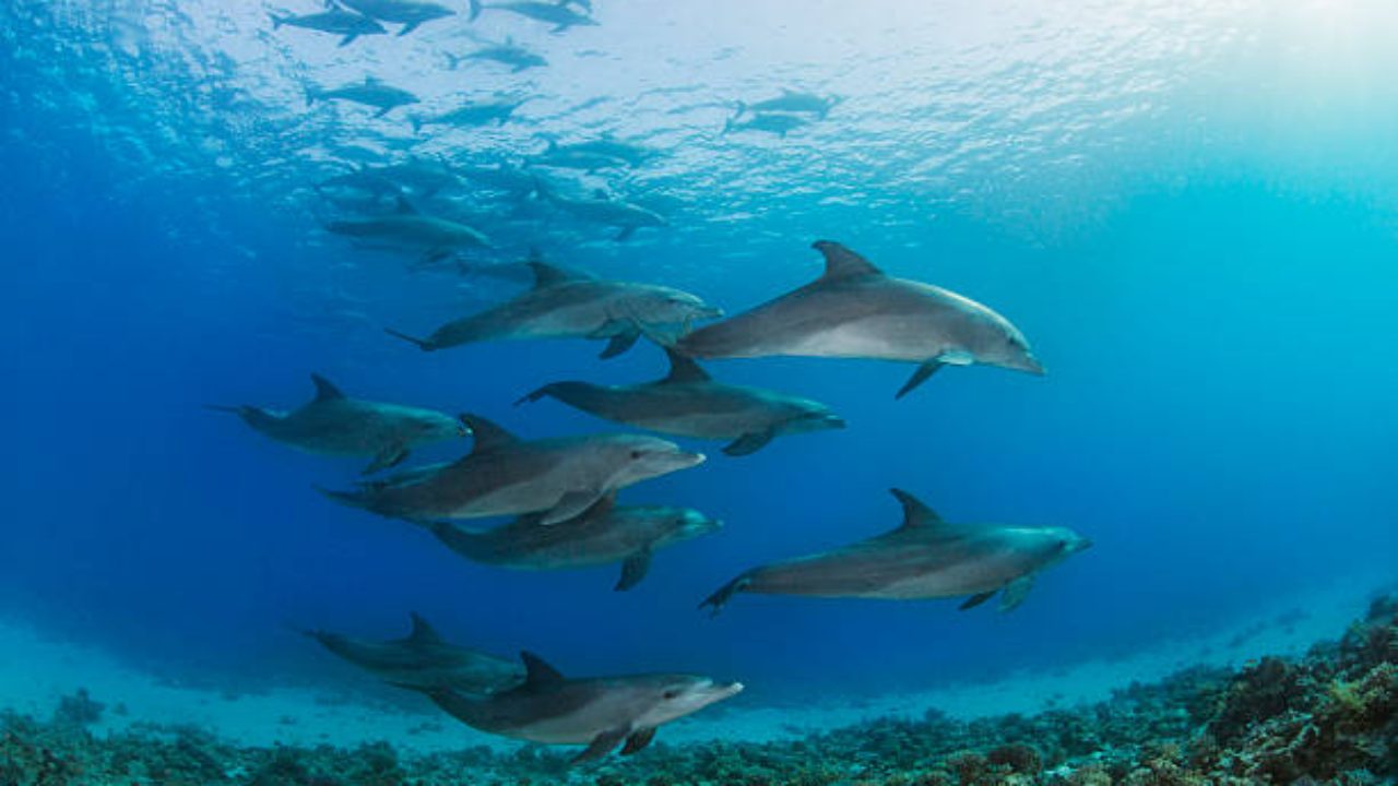 Dove si possono incontrare delfini in Italia: i posti