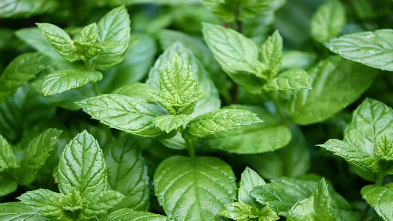 Menta: cosa devi sapere prima di piantarla nel giardino