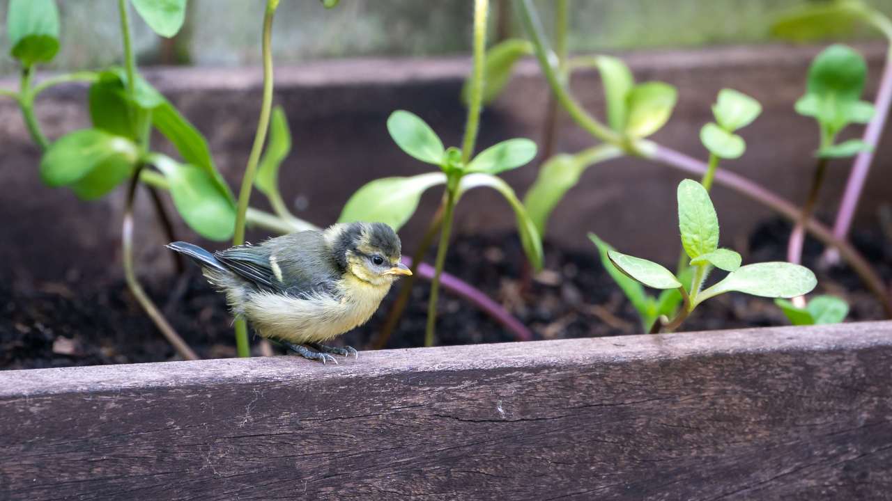 Uccellini nel giardino: i modi per attirarli e per farli avvicinare