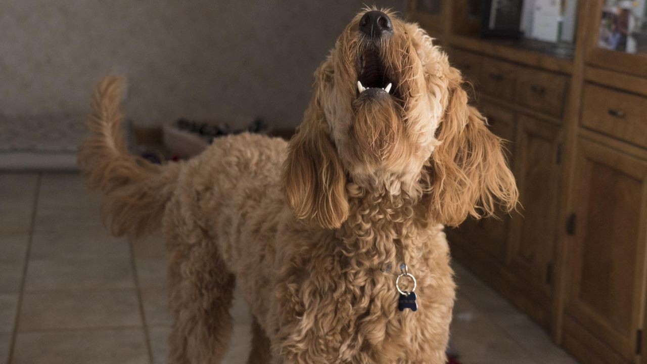 Cane che abbaia dal nulla: 5 motivi dietro il gesto