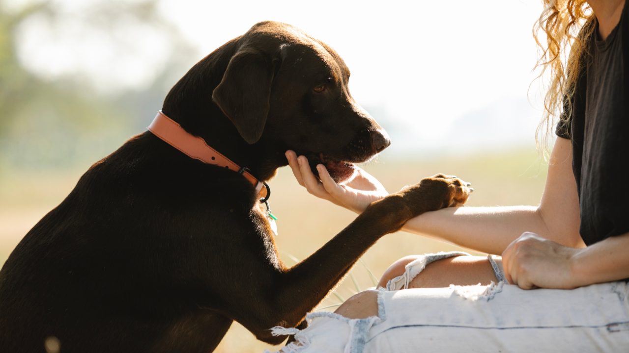 Quando iniziare a educare un cane: il periodo adatto