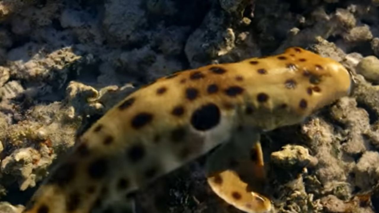 Questi squali imparano a camminare sulla terra ferma: la scoperta