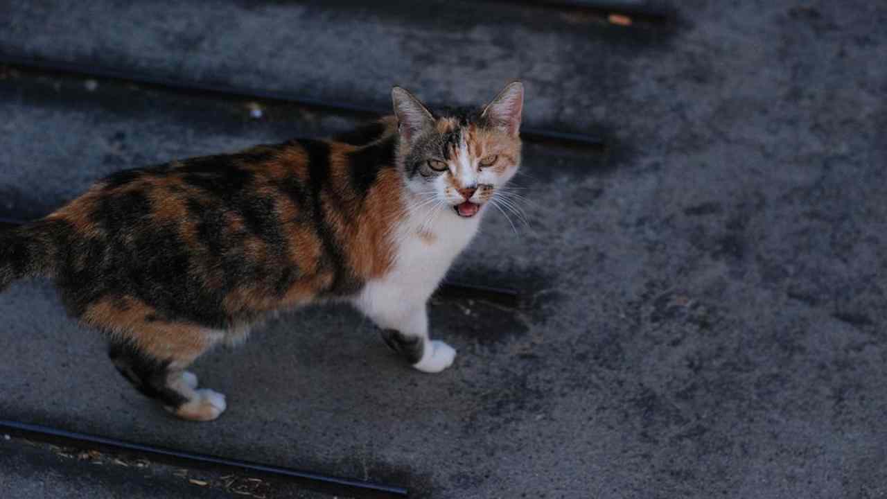 Cosa significa se un gatto urla e miagola senza sosta di notte Cosa significa se un gatto urla e miagola senza sosta di notte