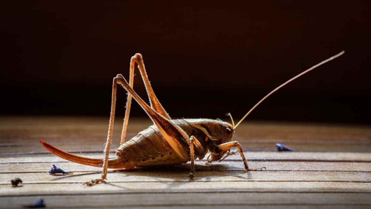 Grilli e cavallette: 4 rimedi naturali per tenerli lontani