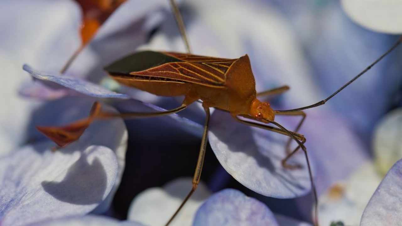 Cimici dei letti, come scongiurare il pericolo negli hotel