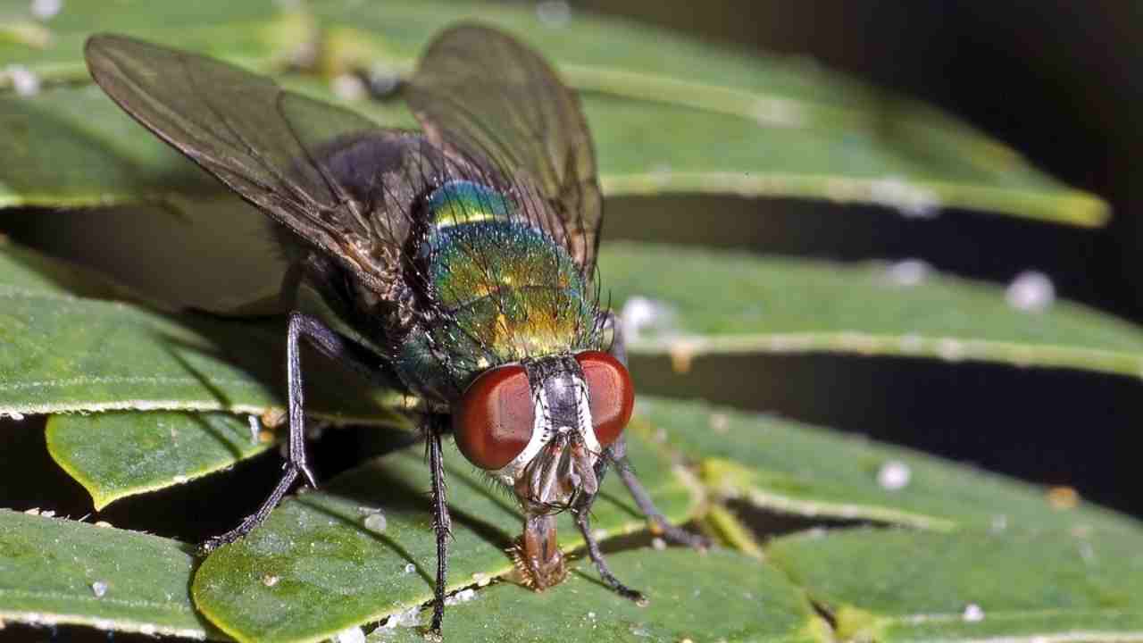 Mosche, non sottovalutatele: cosa può accadere se toccano cibi
