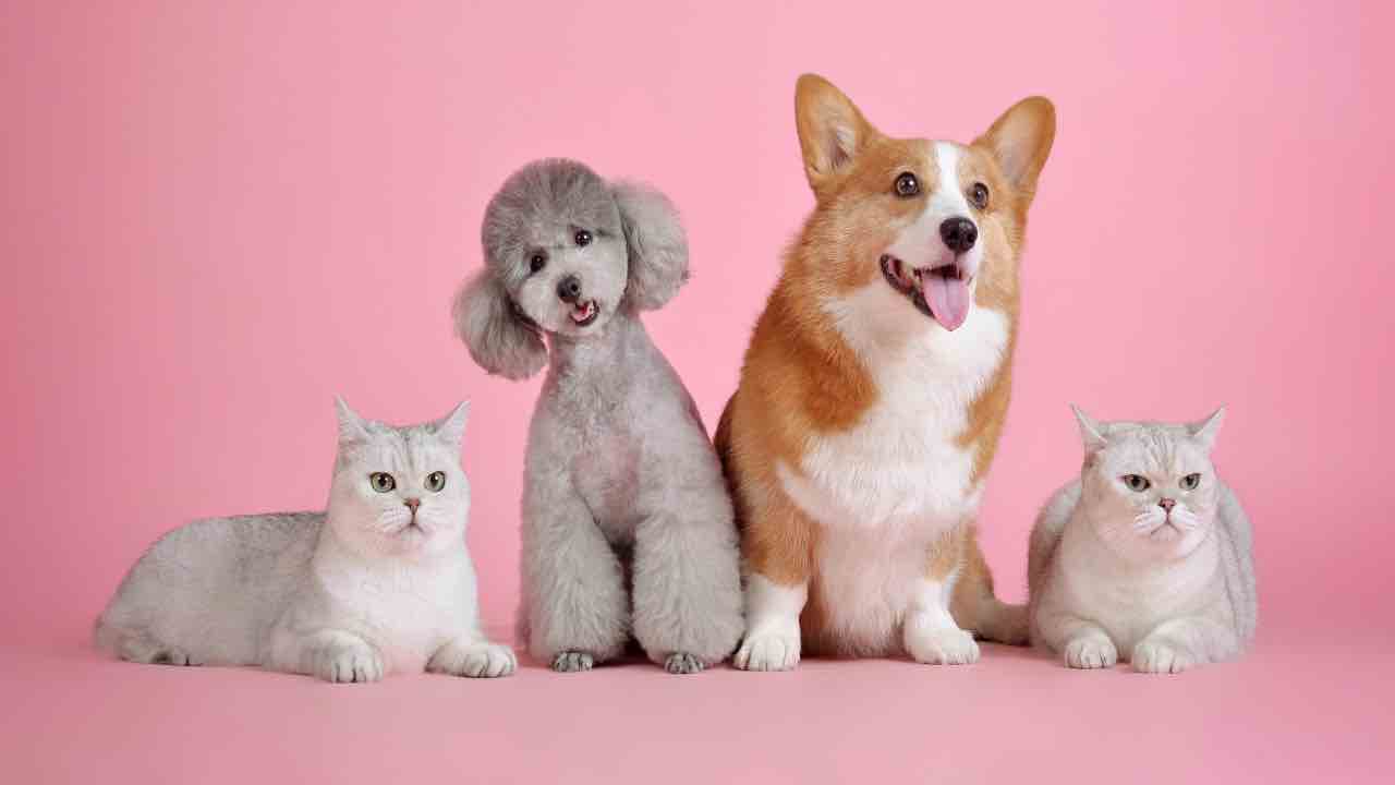 Zanzare, rimedi naturali non tossici per cani e gatti