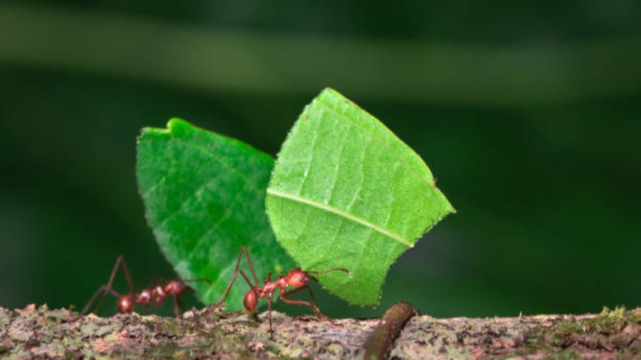 Le formiche trasportano cose pesantissime: come ci riescono