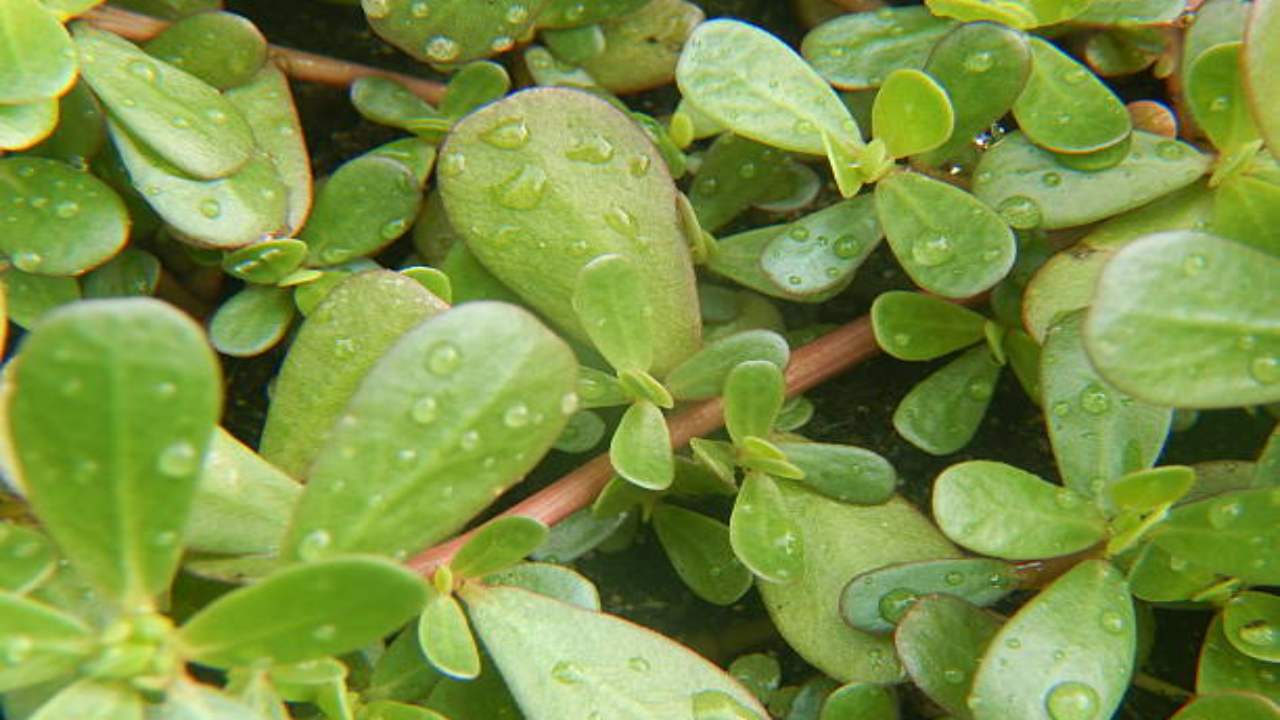 Attenzione se trovi quest'erbaccia nel tuo giardino: cosa sapere
