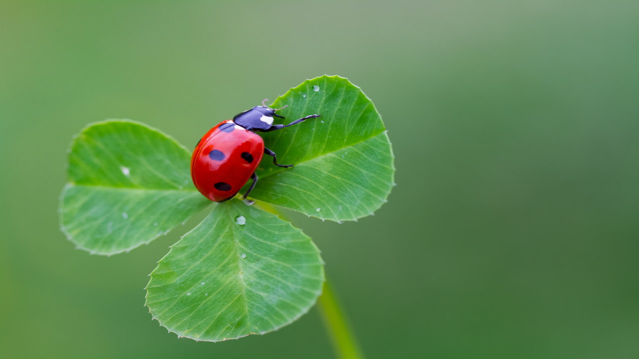 Anche le coccinelle sono in pericolo: perché sono fondamentali per l ...