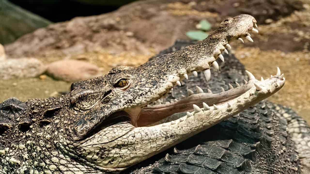 Coccodrillo cubano, un raro esemplare che rischia di scomparire