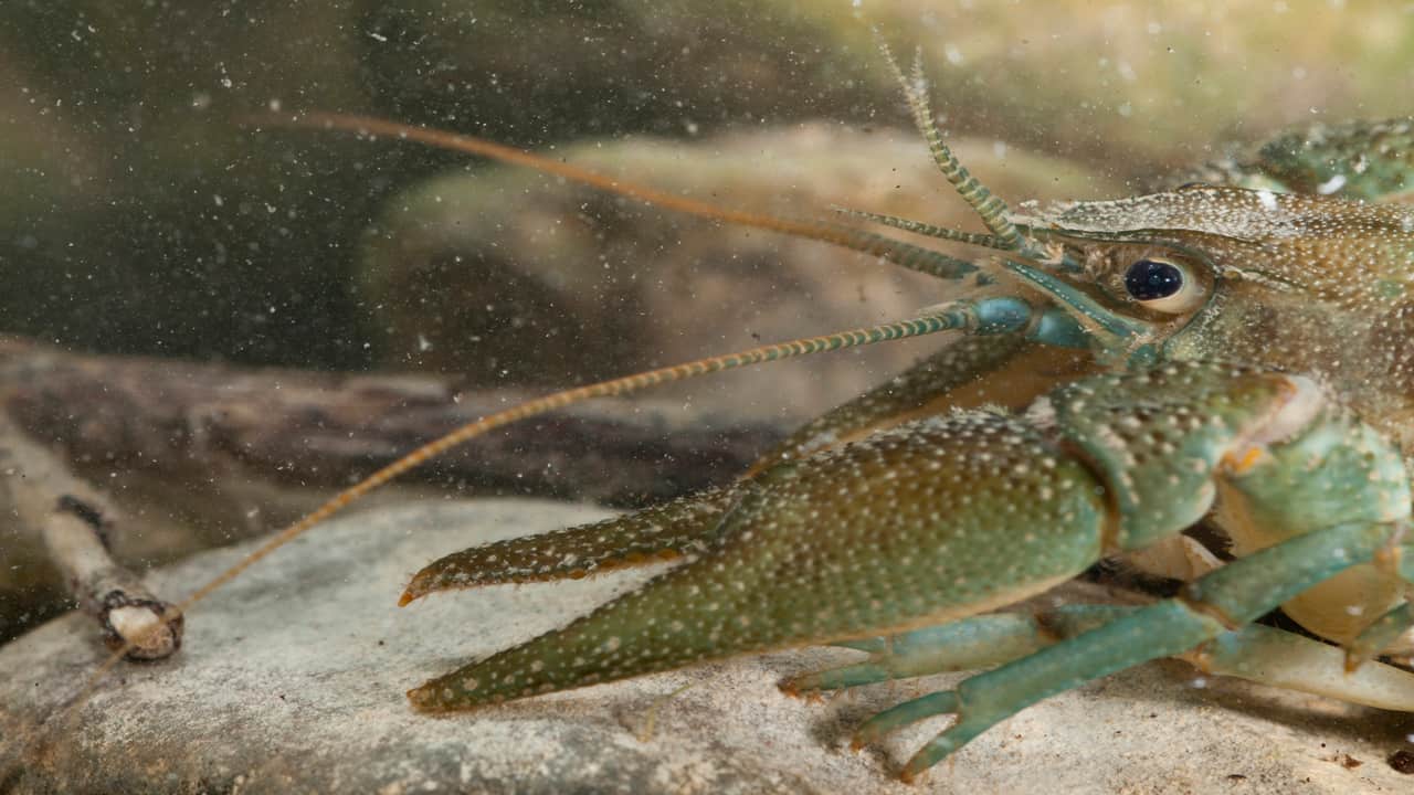 Reintrodotti 1538 esemplari di gamberi di fiume per salvare la specie