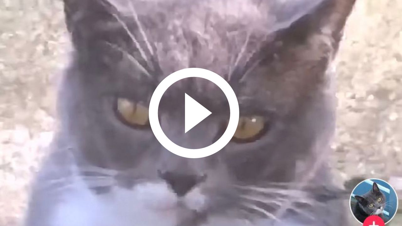 Gatto vuole attirare l'attenzione e ci riesce: il gesto diventa virale ...